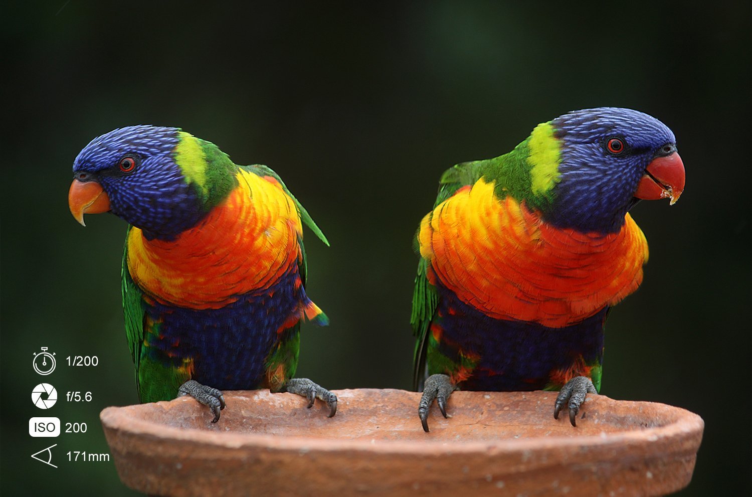 How to Take Pictures of Birds - ShutterRelease