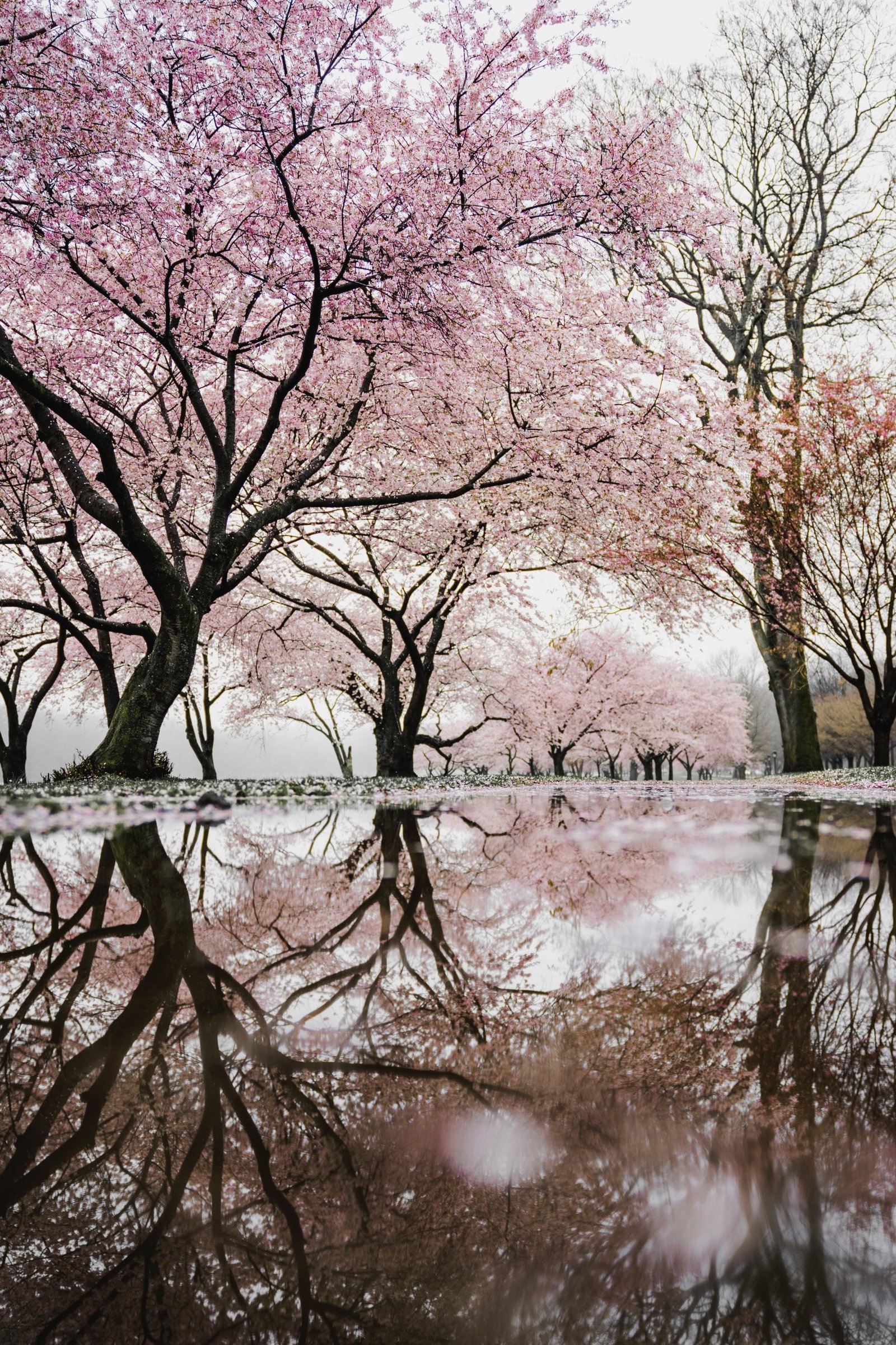 Capturing the Beauty of Landscape Reflections - ShutterRelease